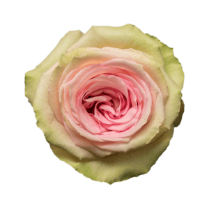 Our Roses | Xflora Group