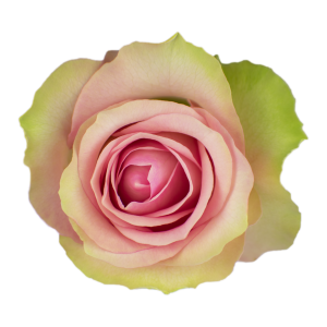 Our Roses | Xflora Group