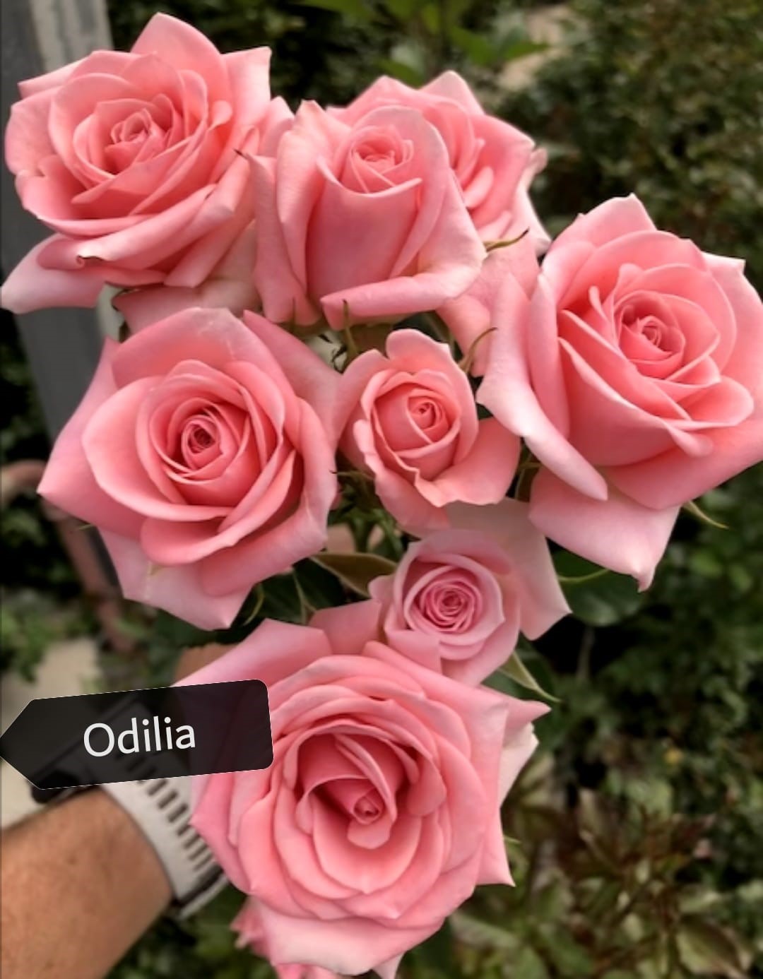 Our Roses | Xflora Group