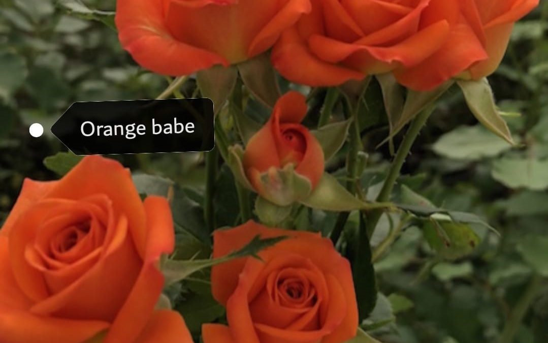 Orange Babe | Xflora Group