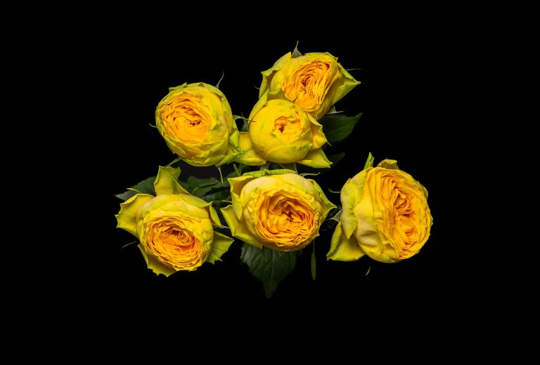 Our Roses | Xflora Group