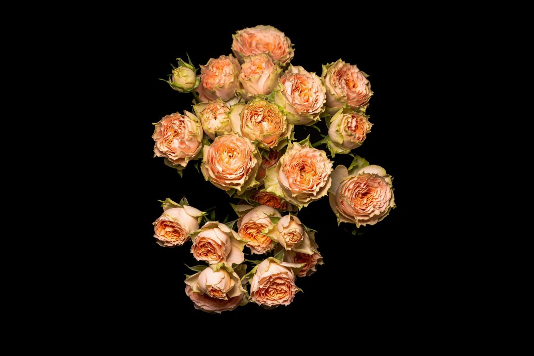 Our Roses | Xflora Group