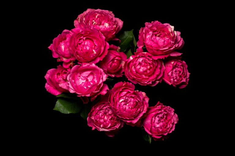 Our Roses | Xflora Group