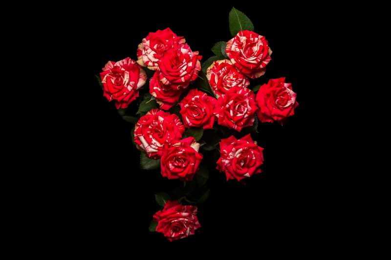 Our Roses | Xflora Group