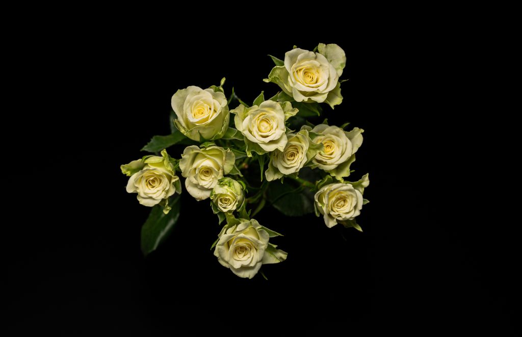 Our Roses | Xflora Group